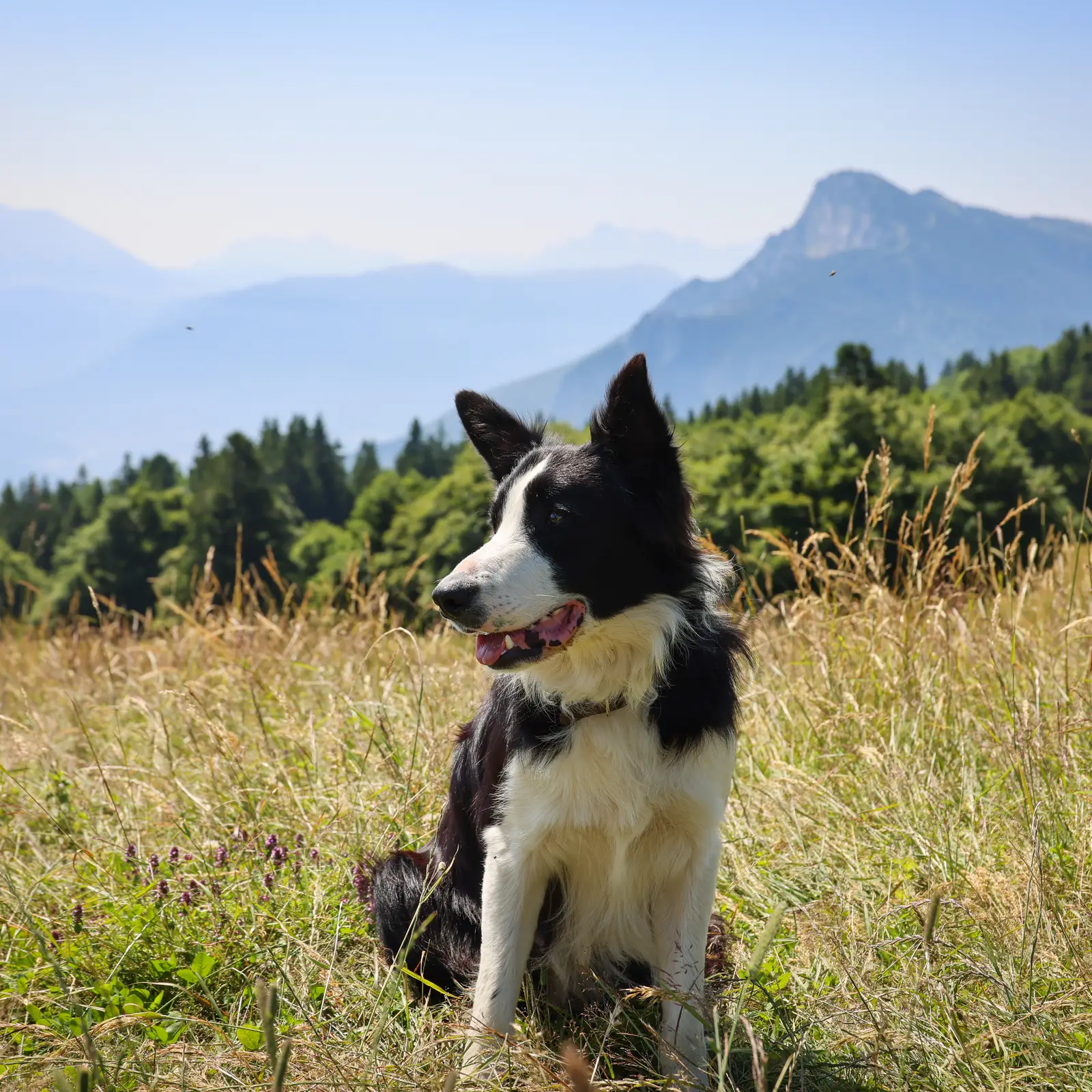 Extrait du Vercors Inside #8 : Notre vie de berger